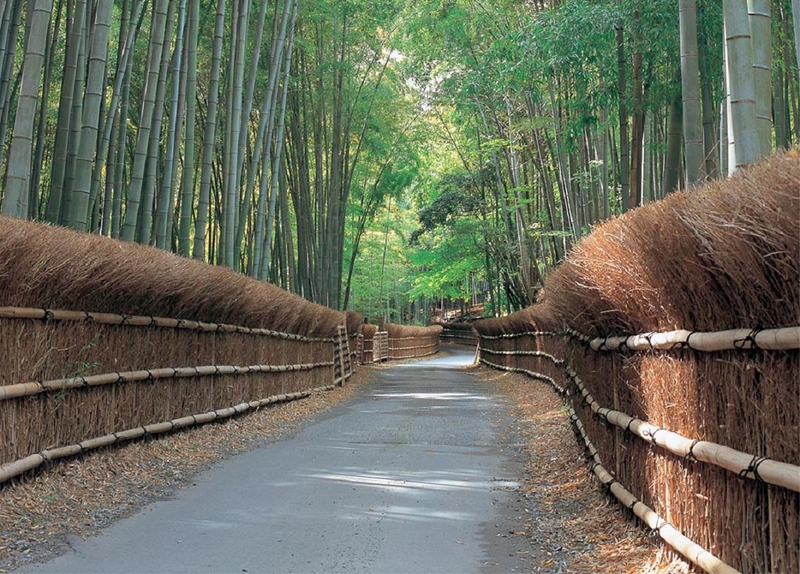 Take no Michi Bamboo Road - oharano.jp